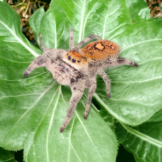 Orange Phase Regal Jumping Spider by The Gentle Web