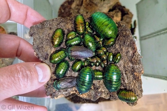 Emerald Roach Nymphs (Pseudoglomeris Magnifica) Cockroach by Aliens and ...