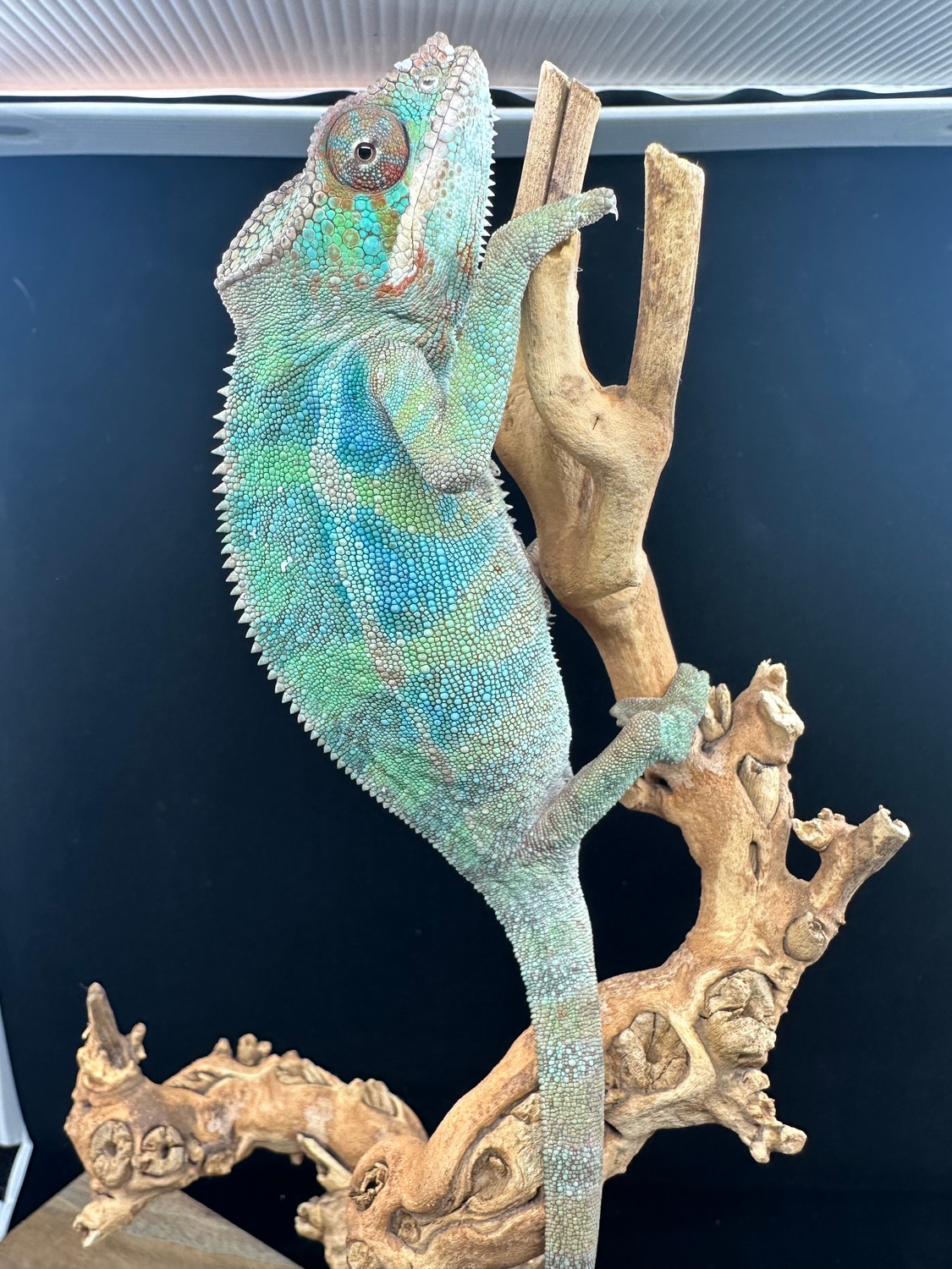 YBBB Male Panther Chameleon by A&S Chams - MorphMarket