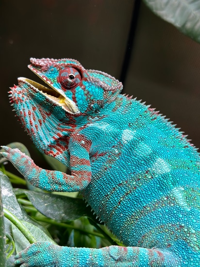YBBB Ambilobe Panther Chameleon by A&S Chams