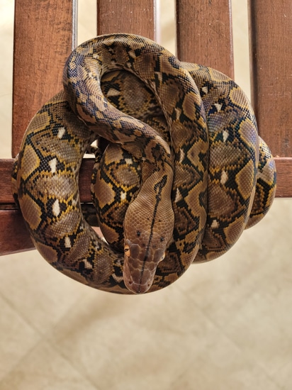 75% Kalaotoa Super Dwarf Reticulated Python by William