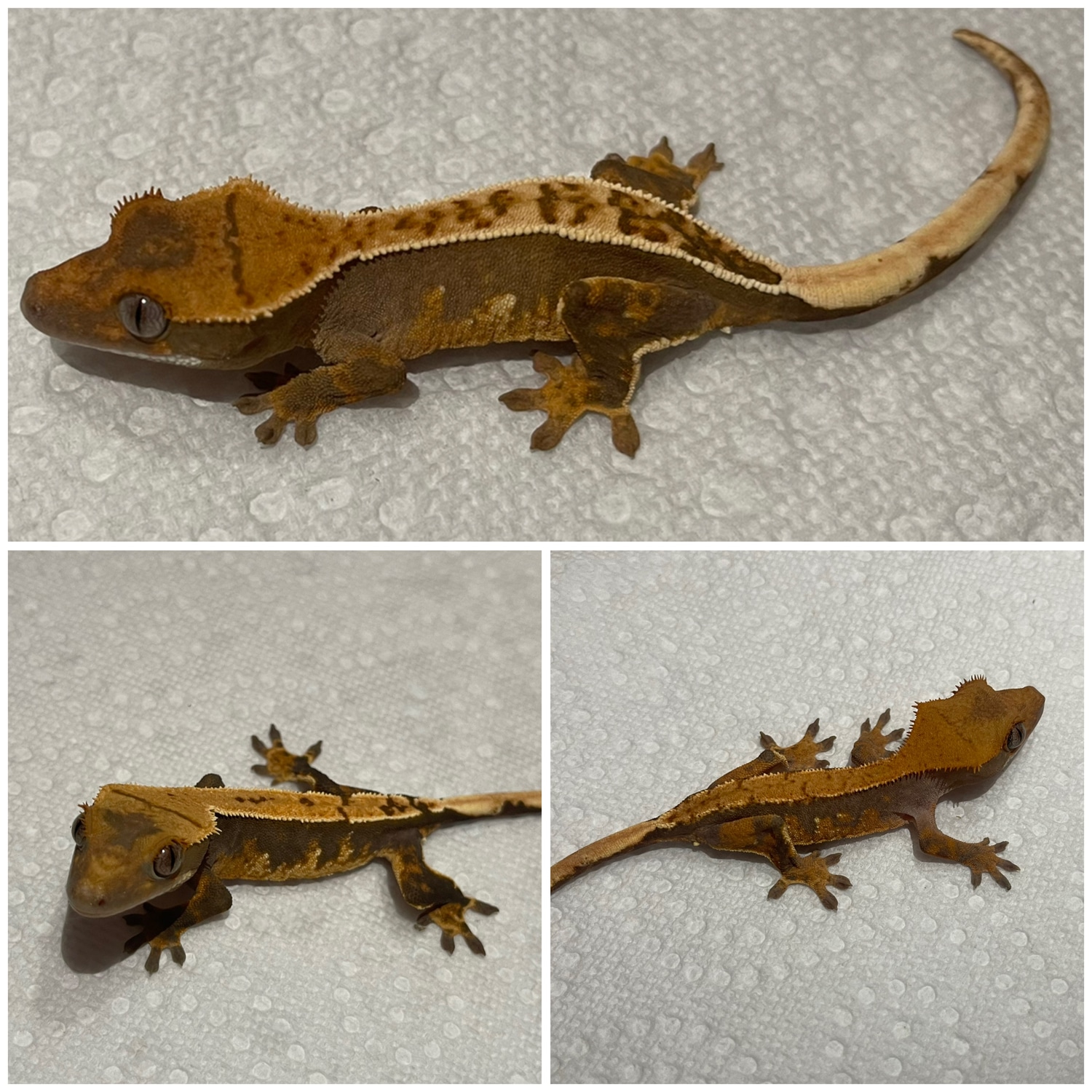 Package Deal Crested Gecko by Legend Geckos - MorphMarket