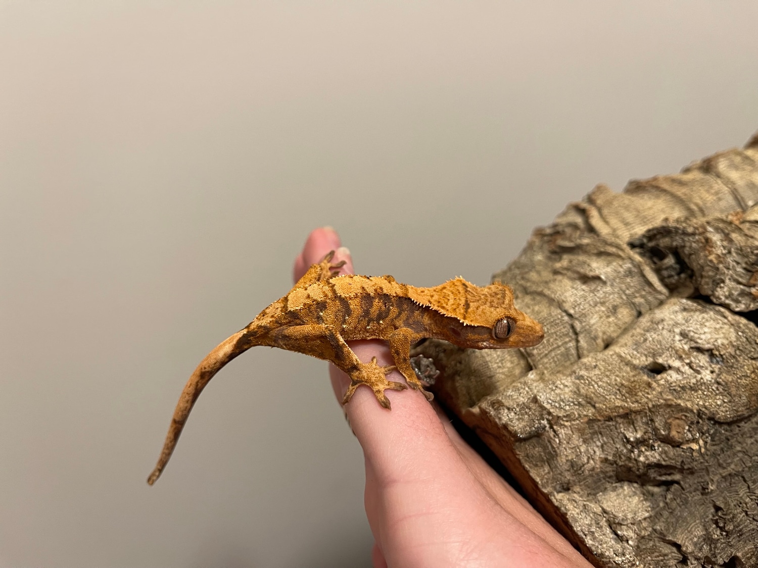 Legend Geckos's Collection - MorphMarket