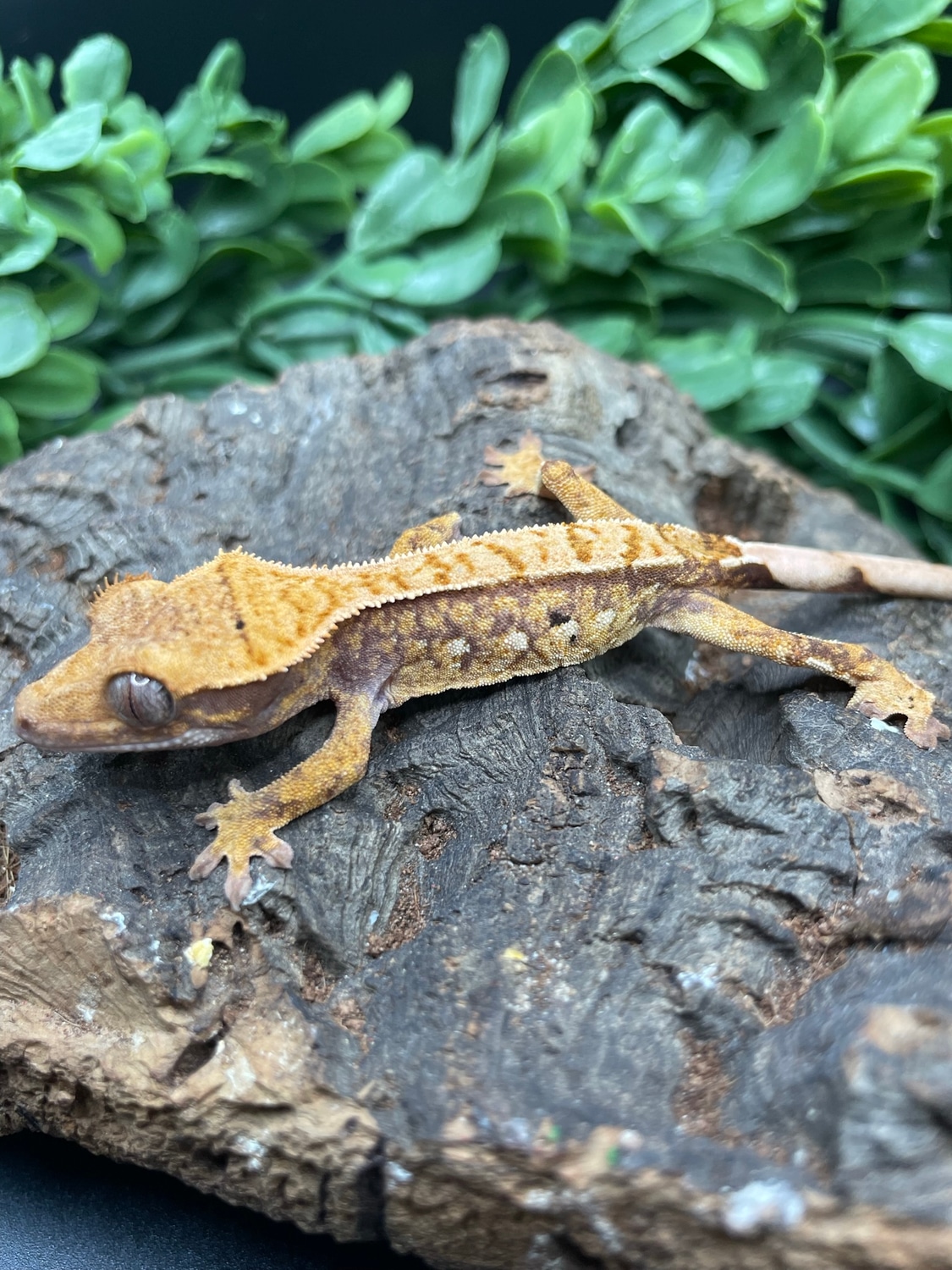Cool Little Pinstripe Crested Gecko by Legend Geckos - MorphMarket