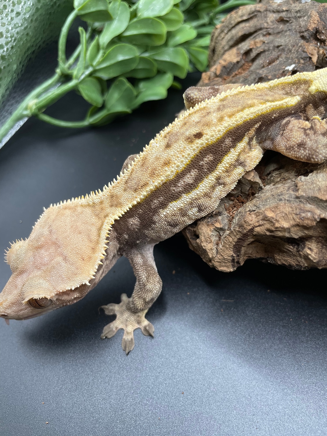 Quad Strip Crested Gecko by Legend Geckos - MorphMarket