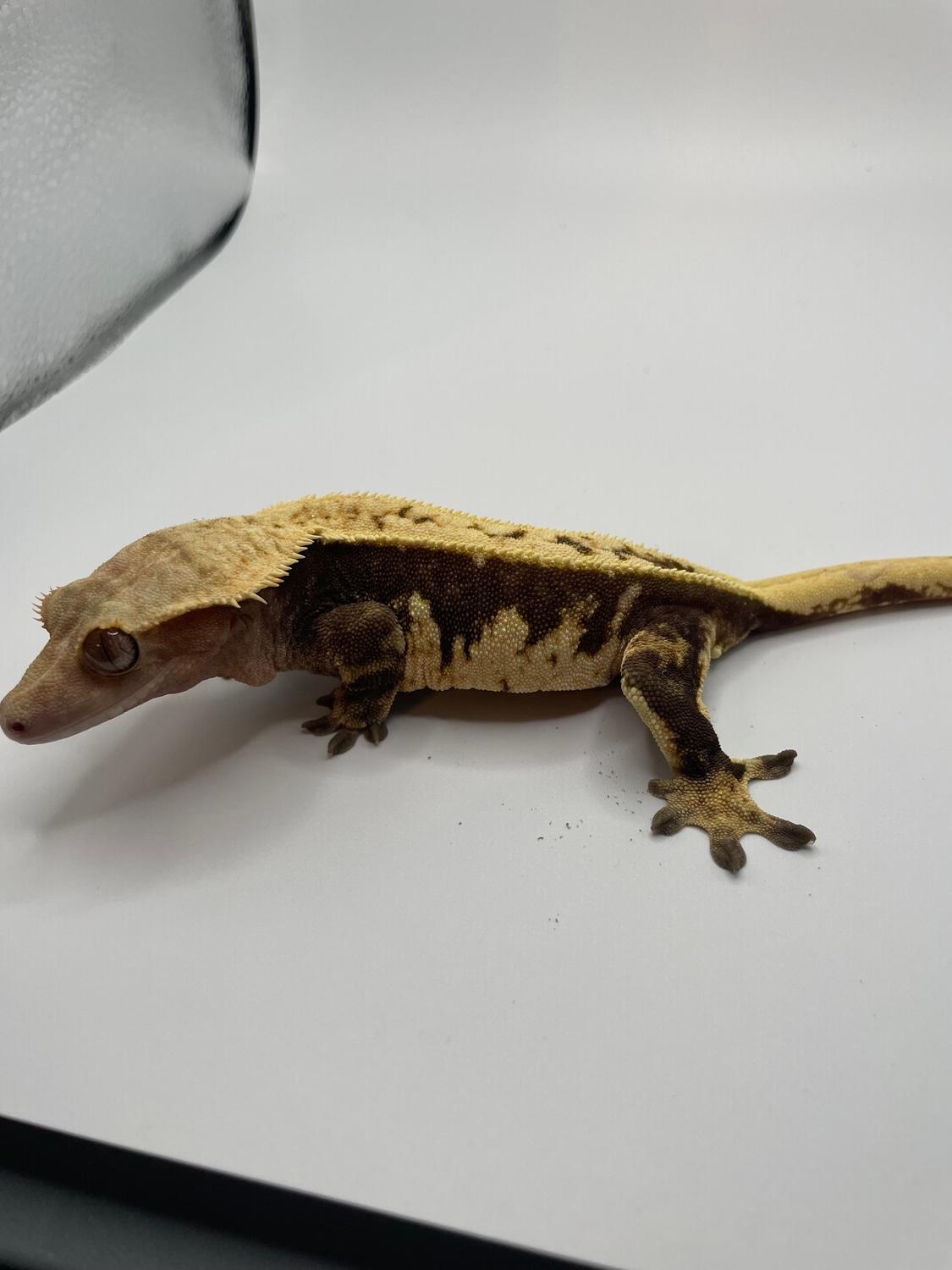 Soft Scale Yellow Female Crested Gecko by Legend Geckos - MorphMarket