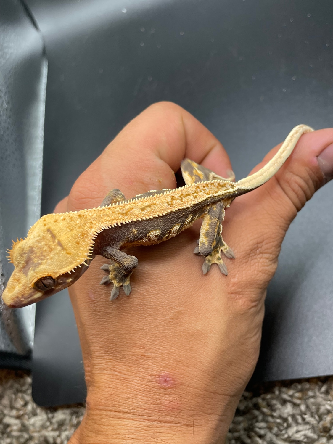 Possible Soft Scale Crested Gecko by Legend Geckos - MorphMarket