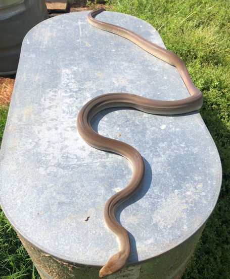 100% Het Albino Olive Python by Matt Knowles