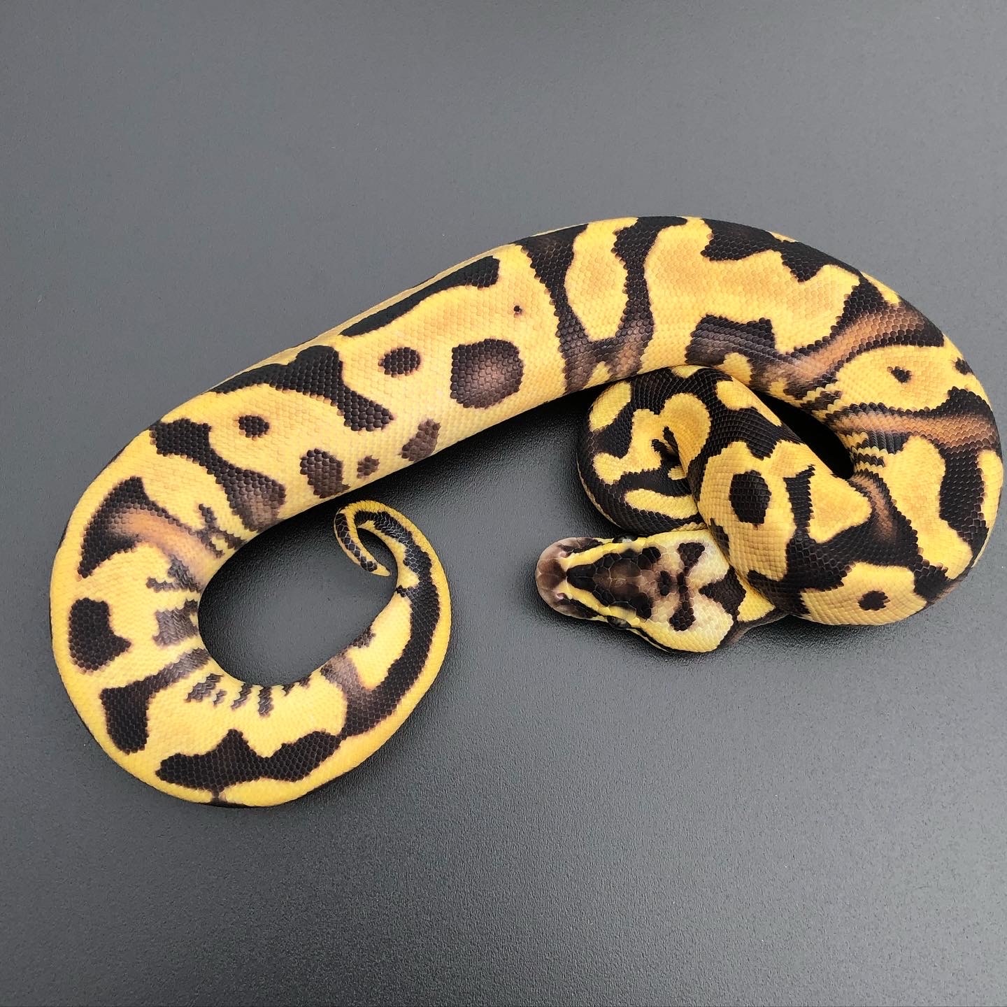Pastel Super Enchi Yellow Belly Or Spark Possible Leopard Ball Python ...