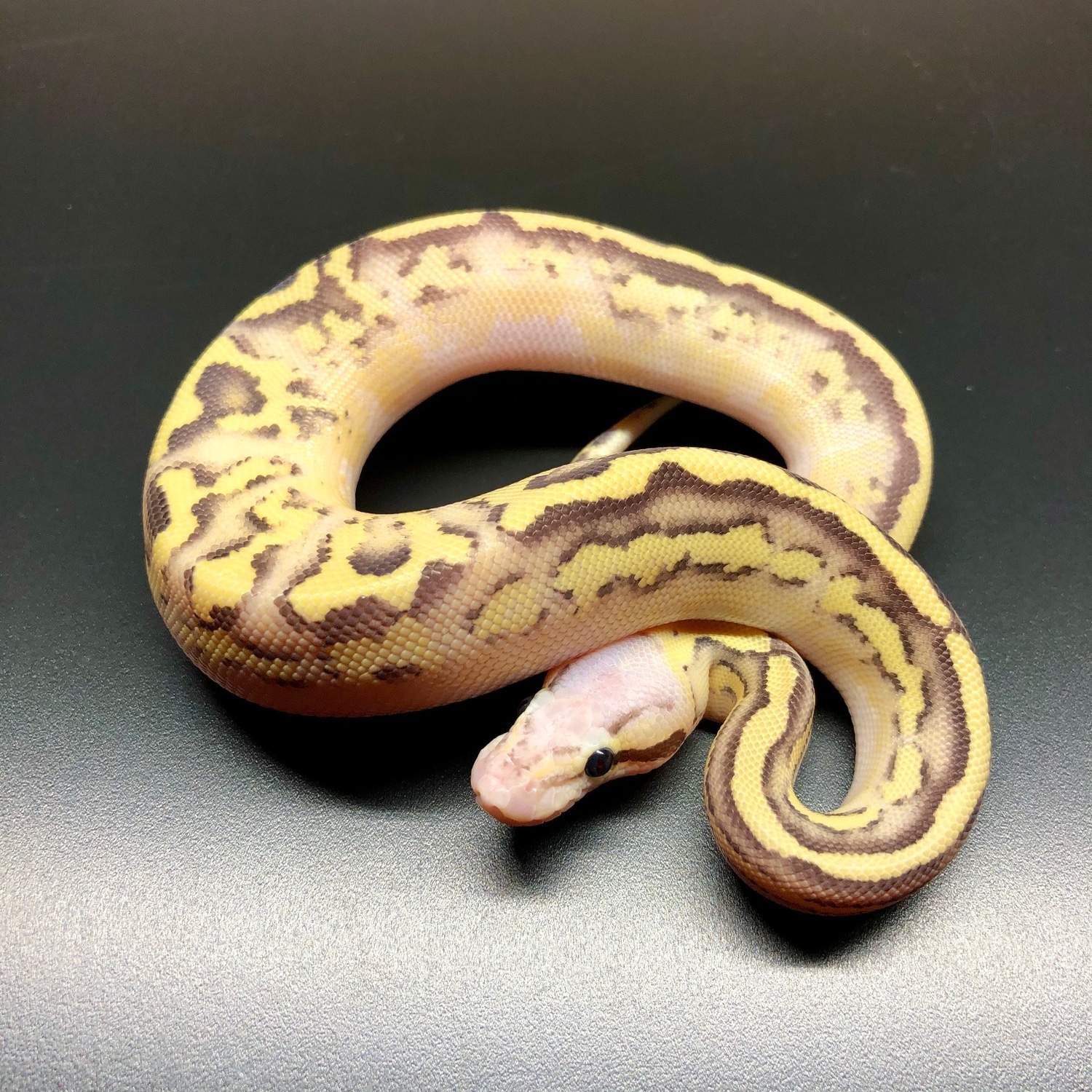 Pastel Disco Fire Ball Python by Matt Knowles - MorphMarket