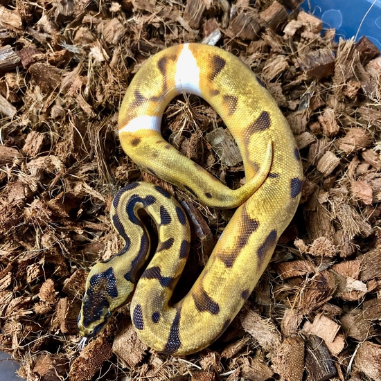 Super Enchi Pied Possible Spark Ball Python by Matt Knowles