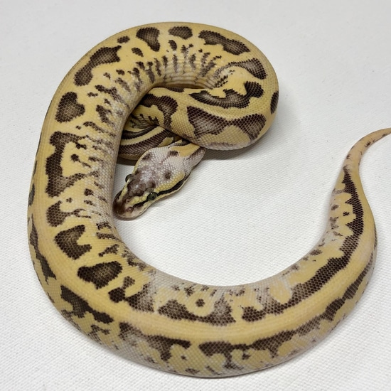 Super Pastel Fire Leopard Possible Spark 50% Het Pied Ball Python by ...