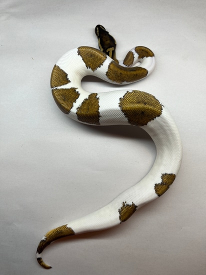 Calico Yellow Belly Pied Ball Python by Matt Knowles
