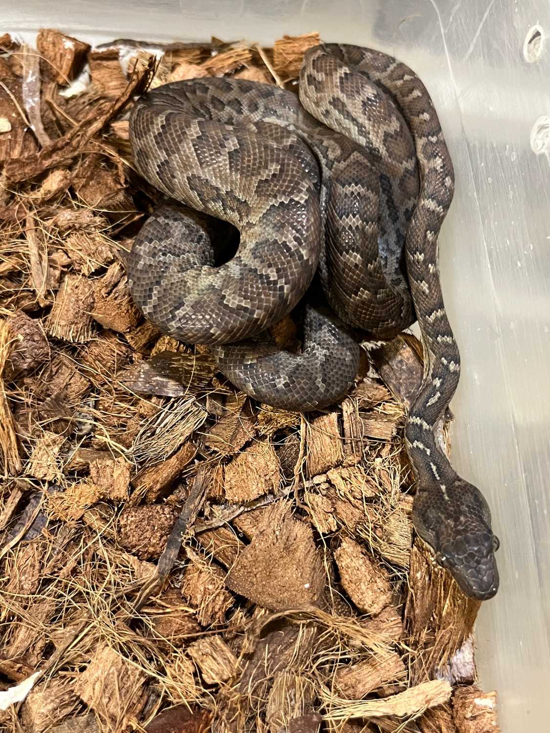 Haitian Boas (Chilabothrus Striatus) Hispaniolan boa by Adamson ...