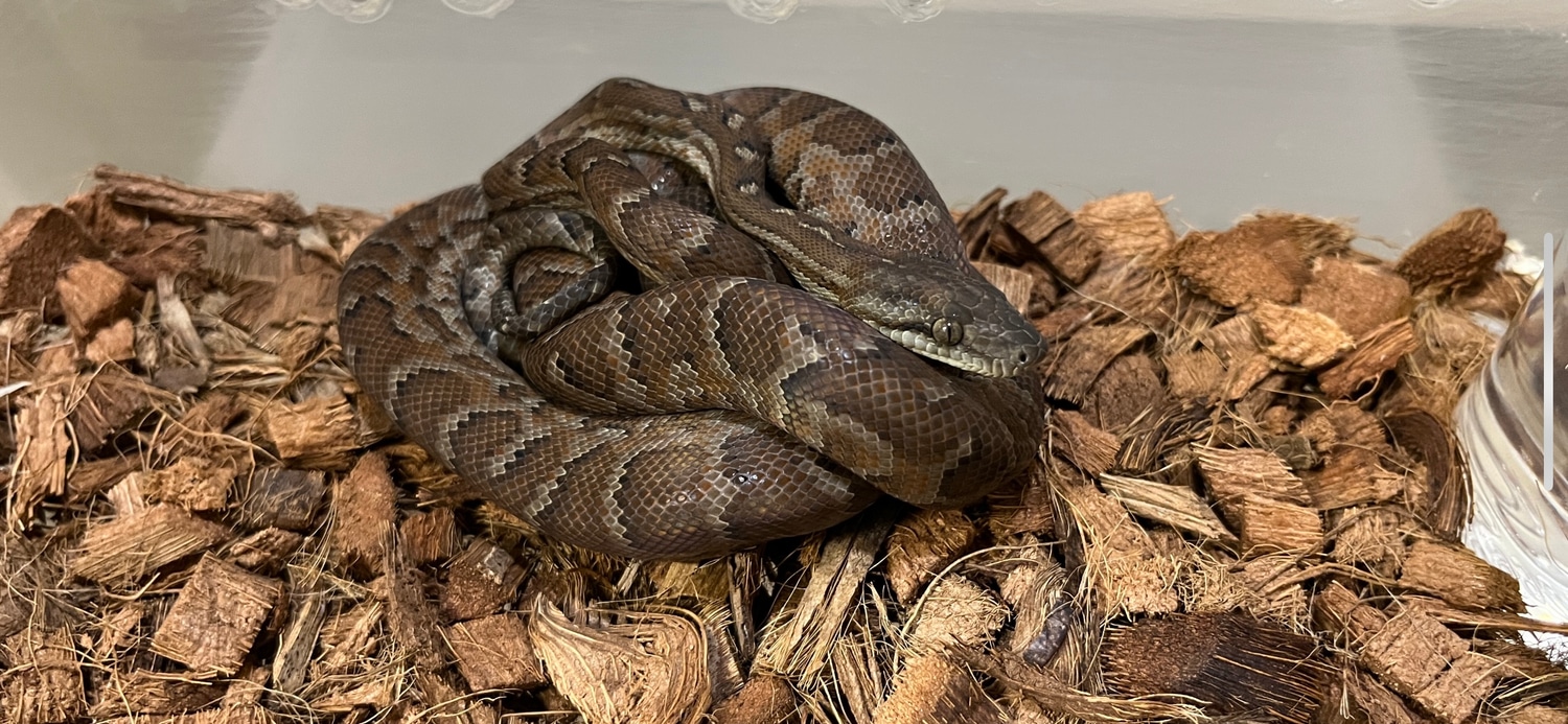 Haitian Boas (Chilabothrus Striatus) Hispaniolan boa by Adamson ...