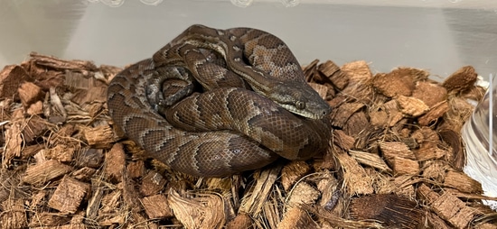 Haitian Boas (Chilabothrus Striatus) Hispaniolan Boa by Adamson ...