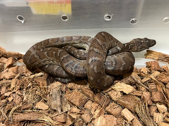 Haitian Boas (Chilabothrus Striatus) Hispaniolan Boa by Adamson ...