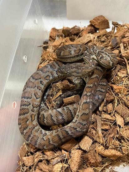 Haitian Boas (Chilabothrus Striatus) Hispaniolan Boa by Adamson ...