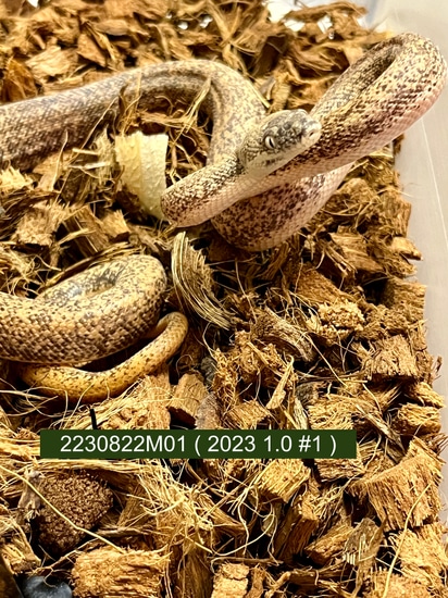 Savu Python More Python by Adamson Herpetoculture