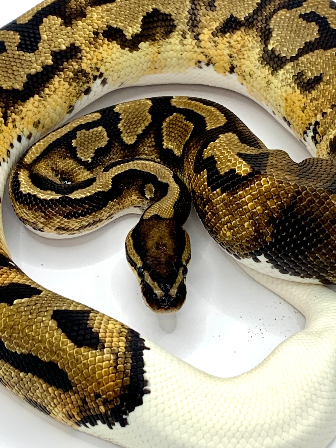 Leopard Pied PB Ball Python by Masoner’s Morphs LLC - MorphMarket