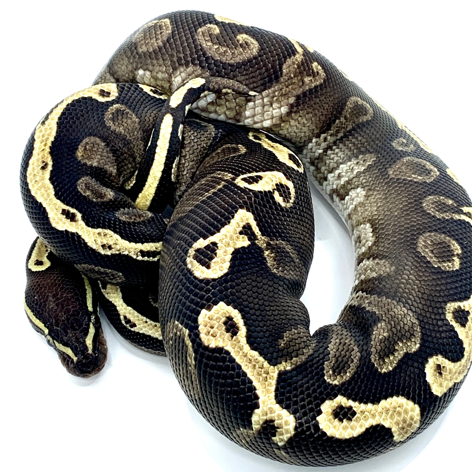 GHI Mojave Ball Python by Masoner’s Morphs LLC - MorphMarket