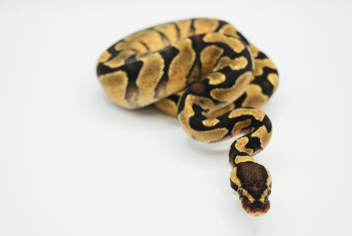 Enchi Asphalt Ball Python by Masoner’s Morphs LLC - MorphMarket