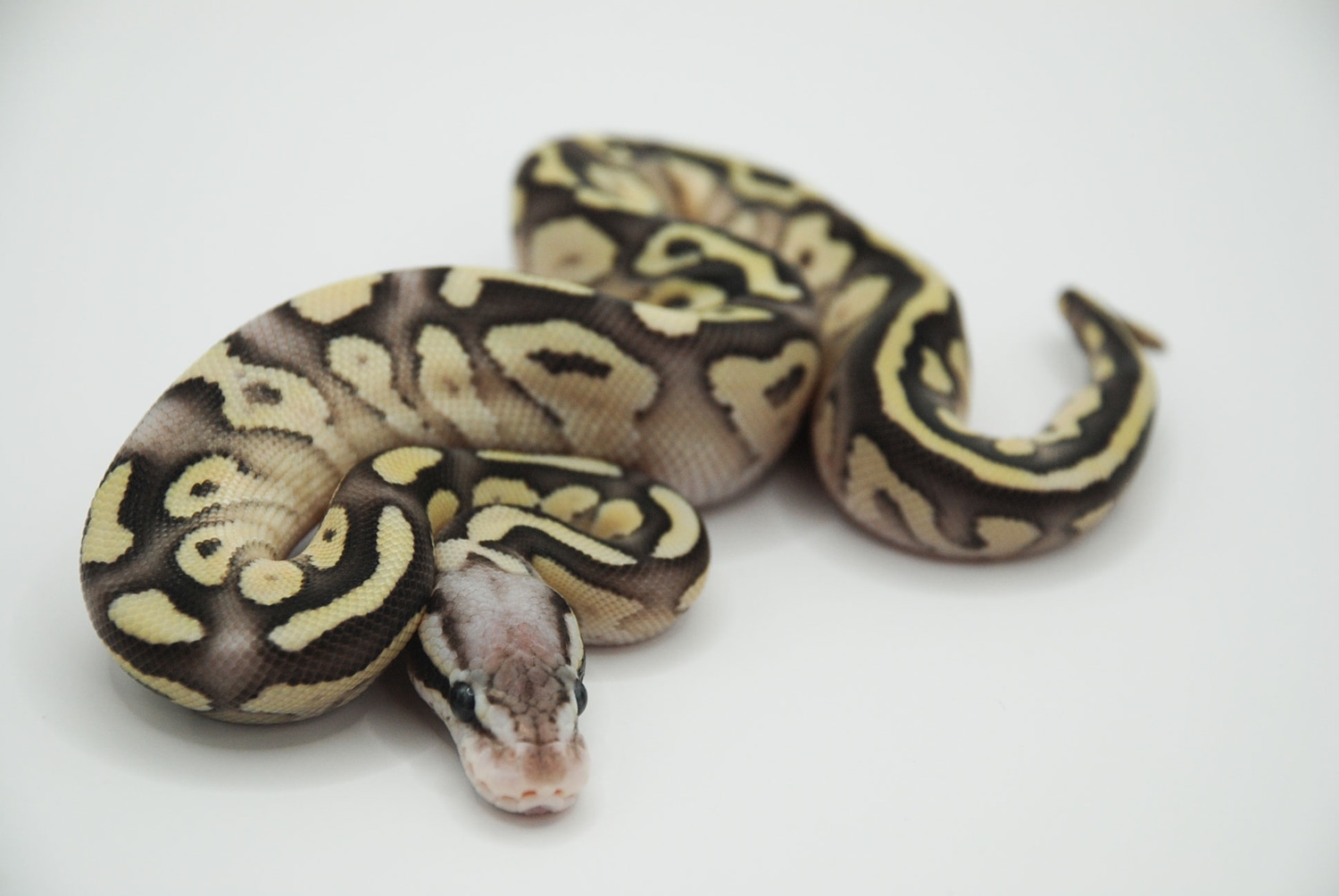 Pastel Butter Ball Python by Masoner’s Morphs LLC - MorphMarket