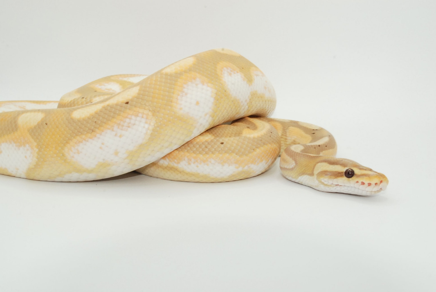 Banana Cinnamon Enchi Calico Ball Python by Masoner’s Morphs LLC ...
