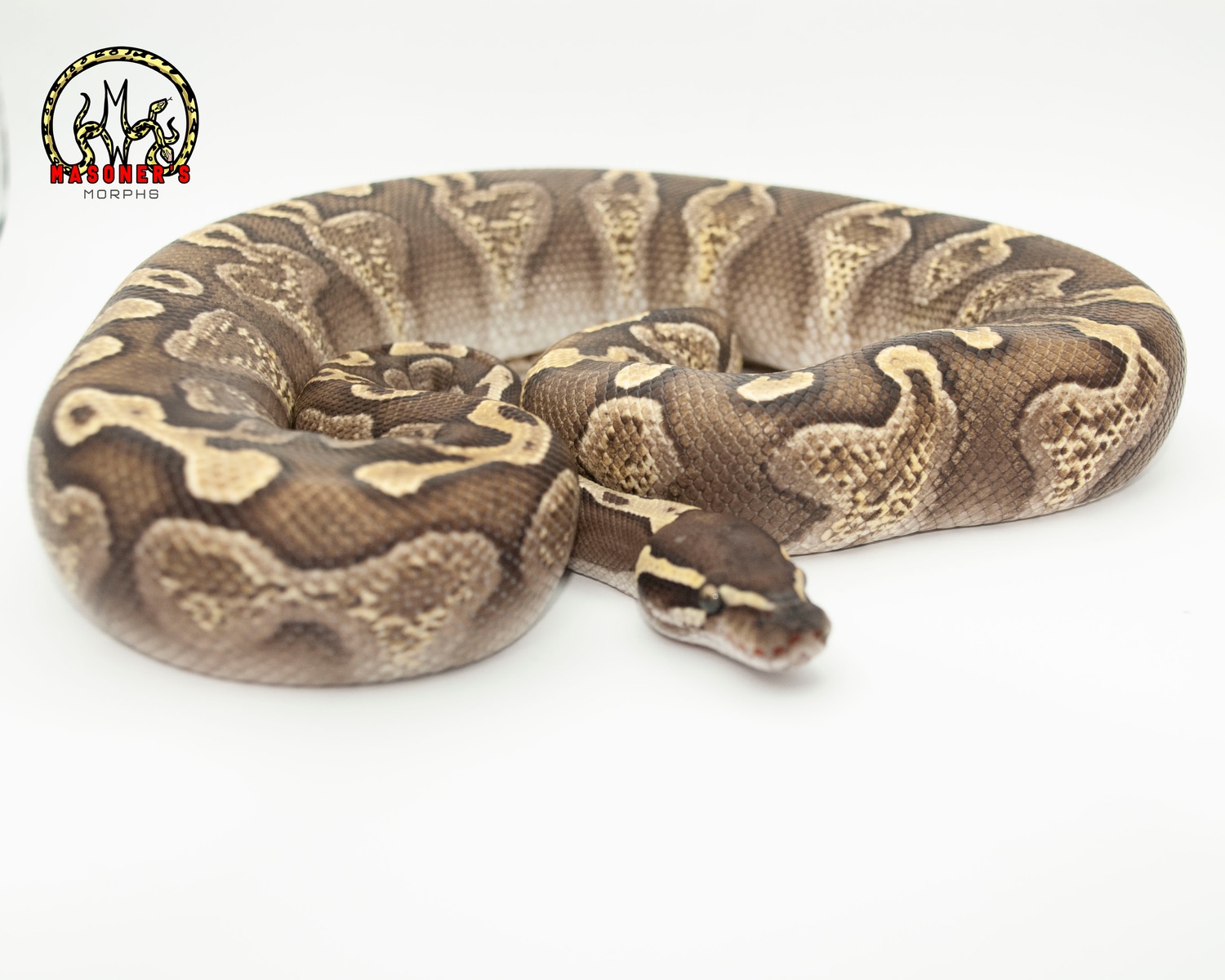 GHI Pastave Ball Python by Masoner’s Morphs LLC - MorphMarket