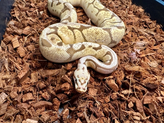 Firebee Ball Python by Masoner’s Morphs LLC