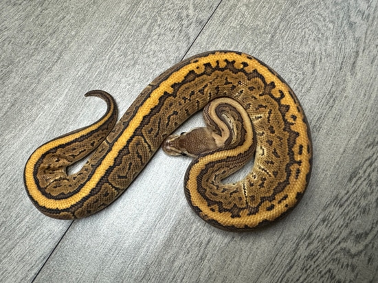 Stranger Black Pastel Pinstripe 50% Het Hypo Ball Python by Masoner’s Morphs LLC