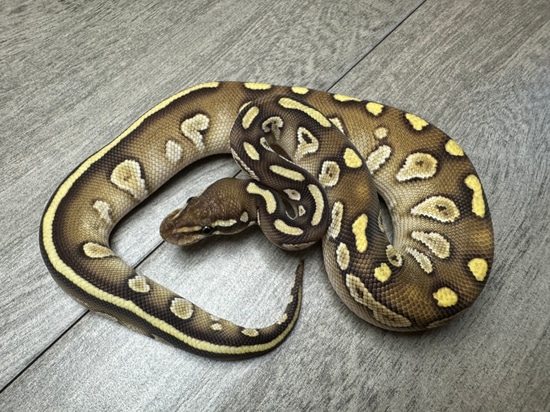 Lesser Black Pastel Stranger 50% Het Hypo Ball Python by Masoner’s ...
