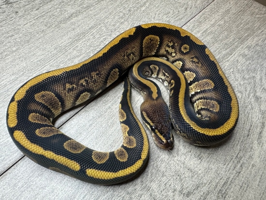 Stranger Yellow Belly Ball Python by Masoner’s Morphs LLC