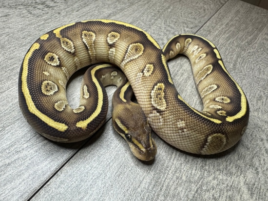 Lesser Stranger Ball Python by Masoner’s Morphs LLC