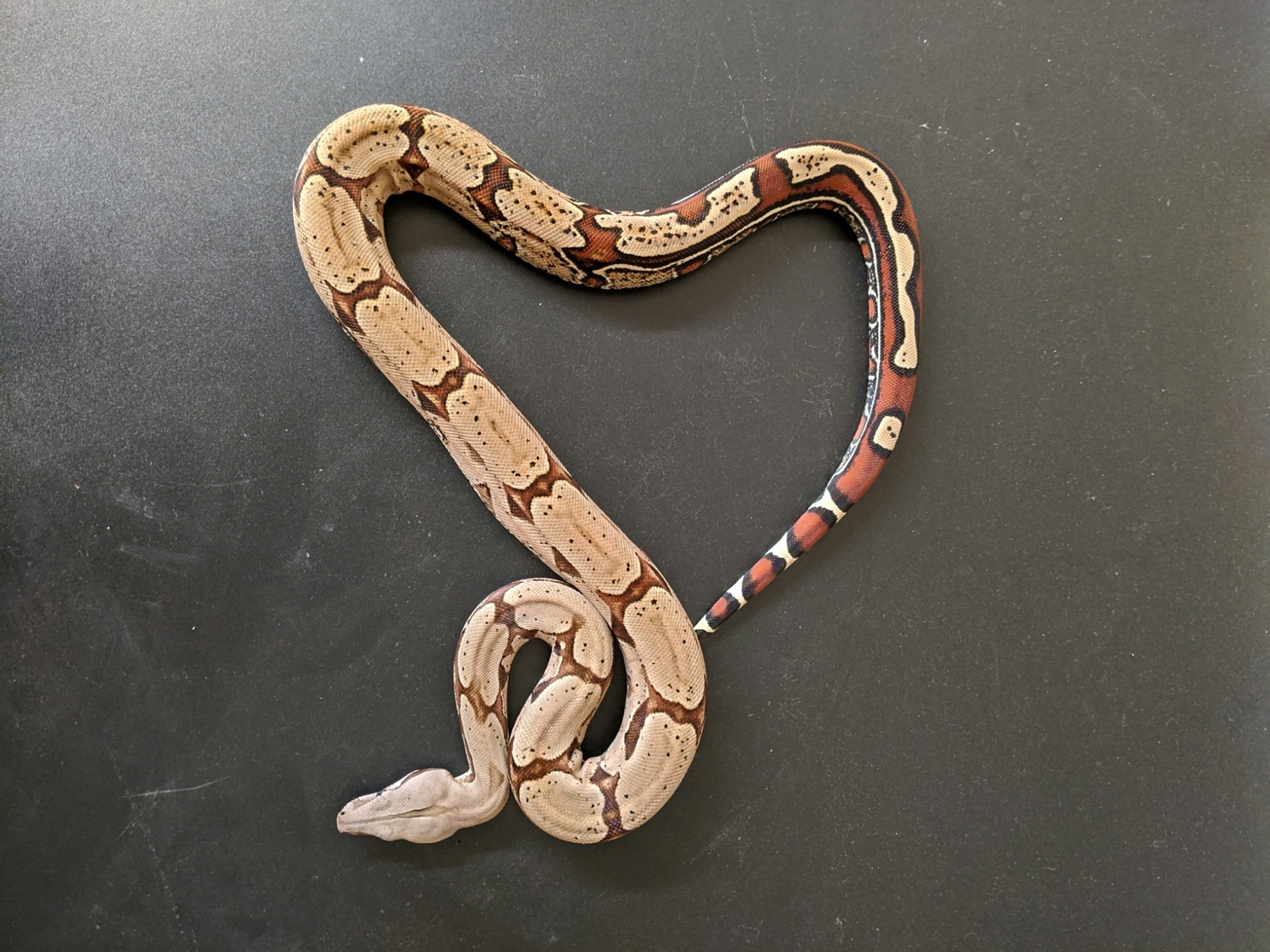 Suriname Produced By South Paw Boas True Red-tailed Boa Constrictor by ...