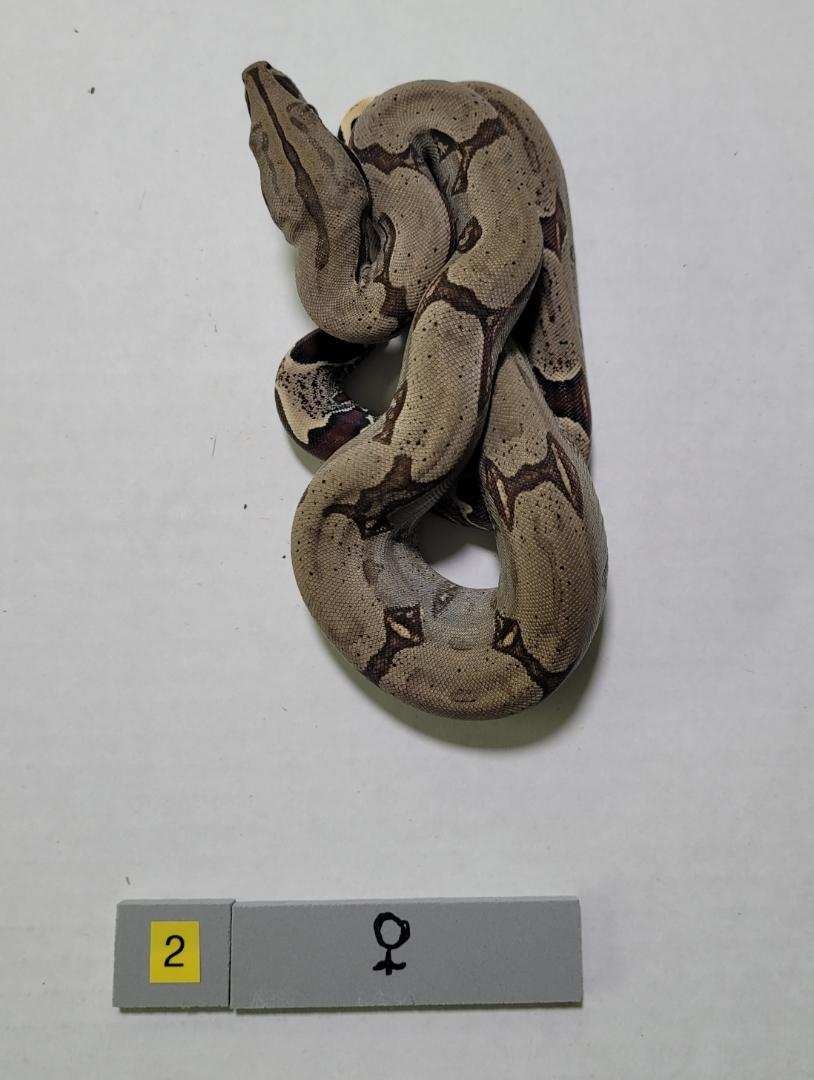 Female Iquitos Peruvian Boa Available True Red-tailed Boa Constrictor ...