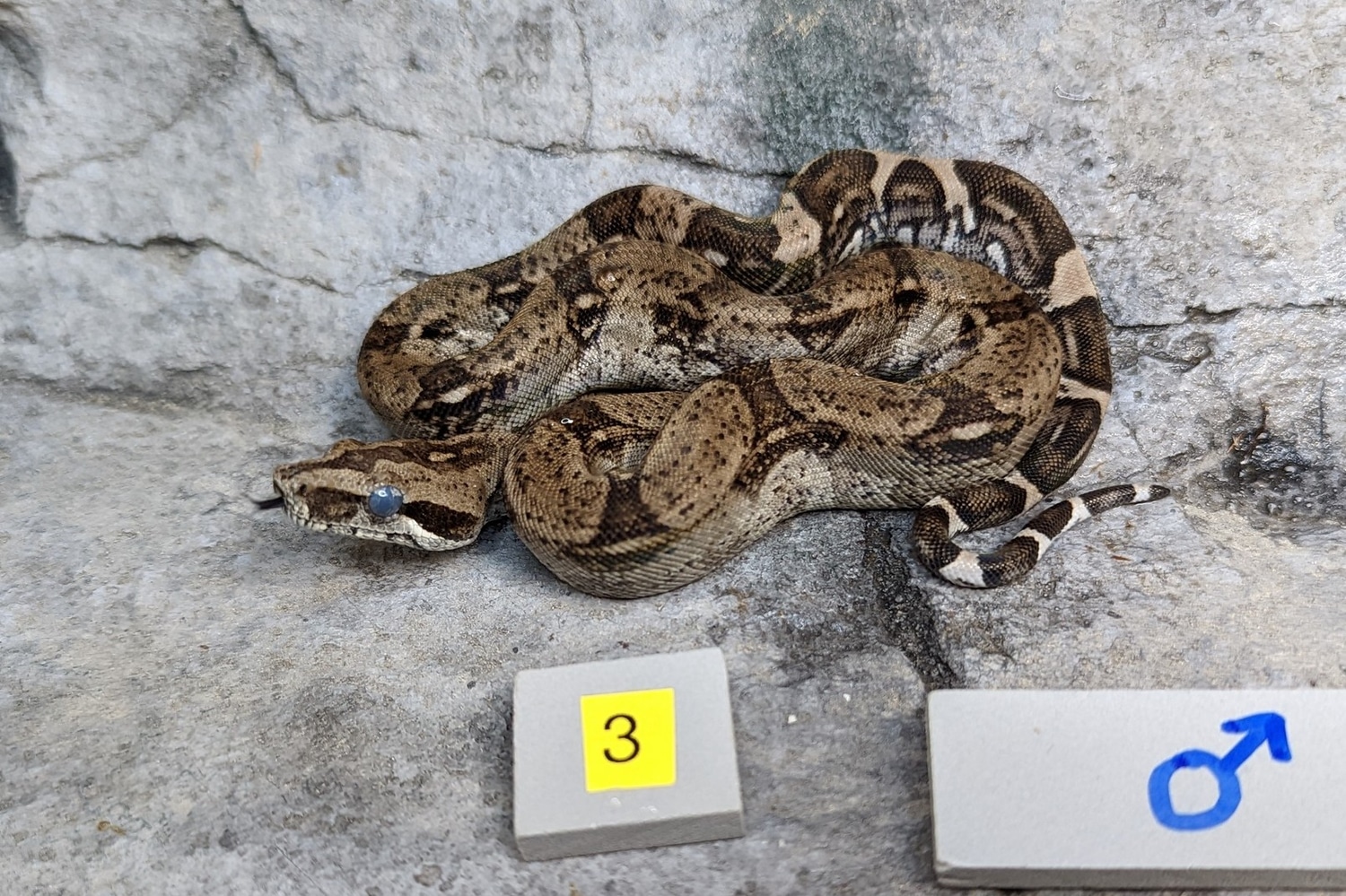 ANERY Longicauda Peruvian Long-Tailed Boa Constrictor by Babcock ...