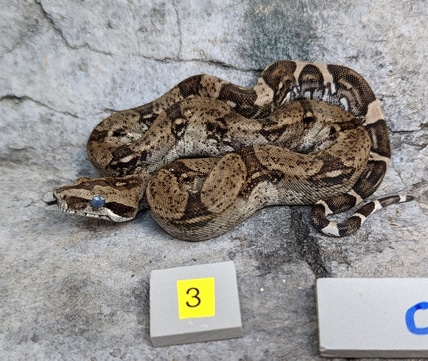 ANERY Longicauda Peruvian Long-tailed Boa Constrictor by Babcock ...