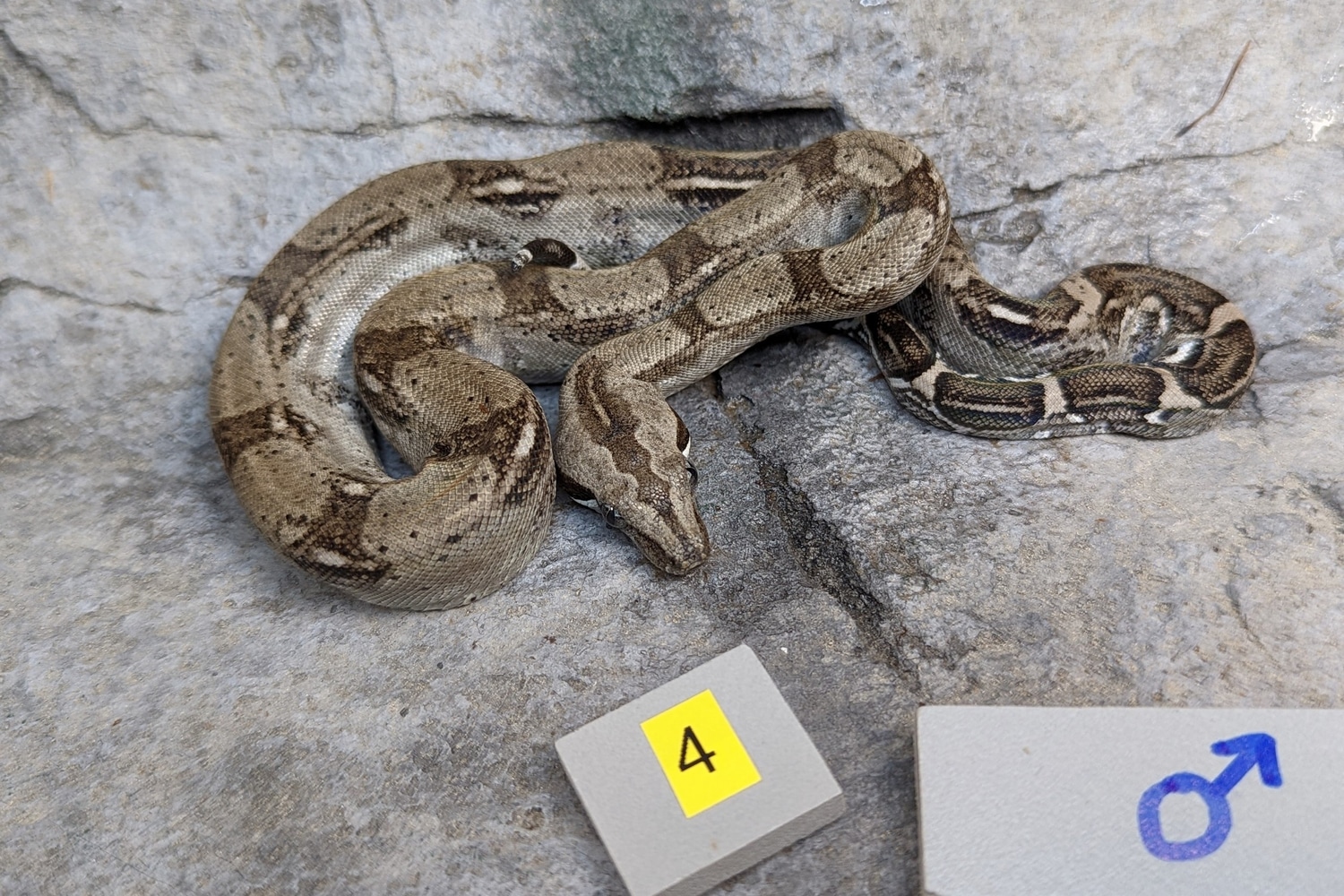 ANERY Longicauda Peruvian Long-tailed Boa Constrictor by Babcock ...