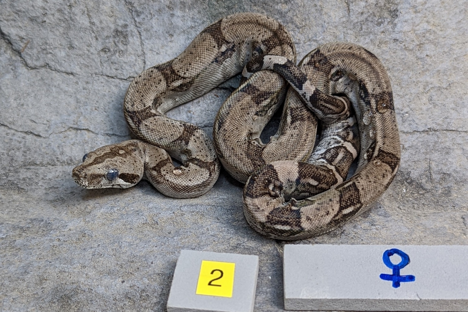 ANERY Longicauda Peruvian Long-tailed Boa Constrictor by Babcock ...
