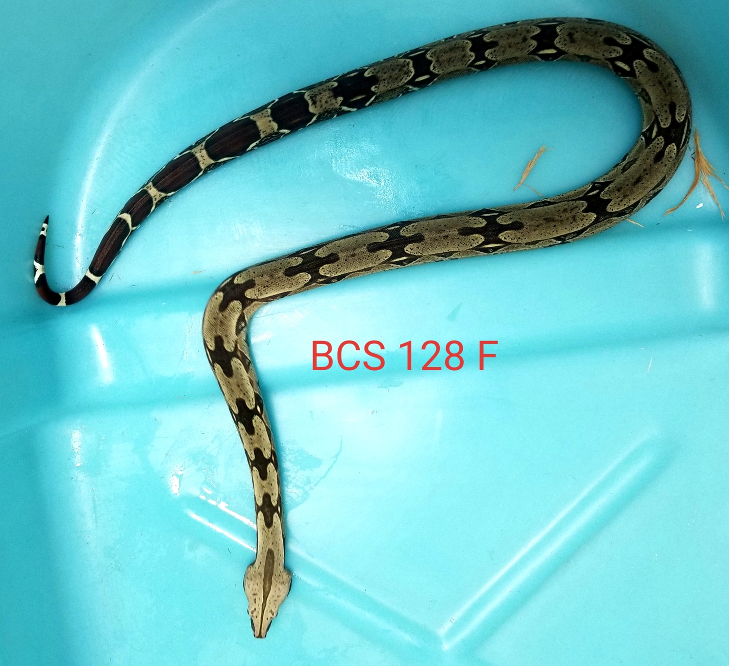 Surinam True Red-tailed Boa Constrictor by Babcock & Weidner Ent. LLC ...