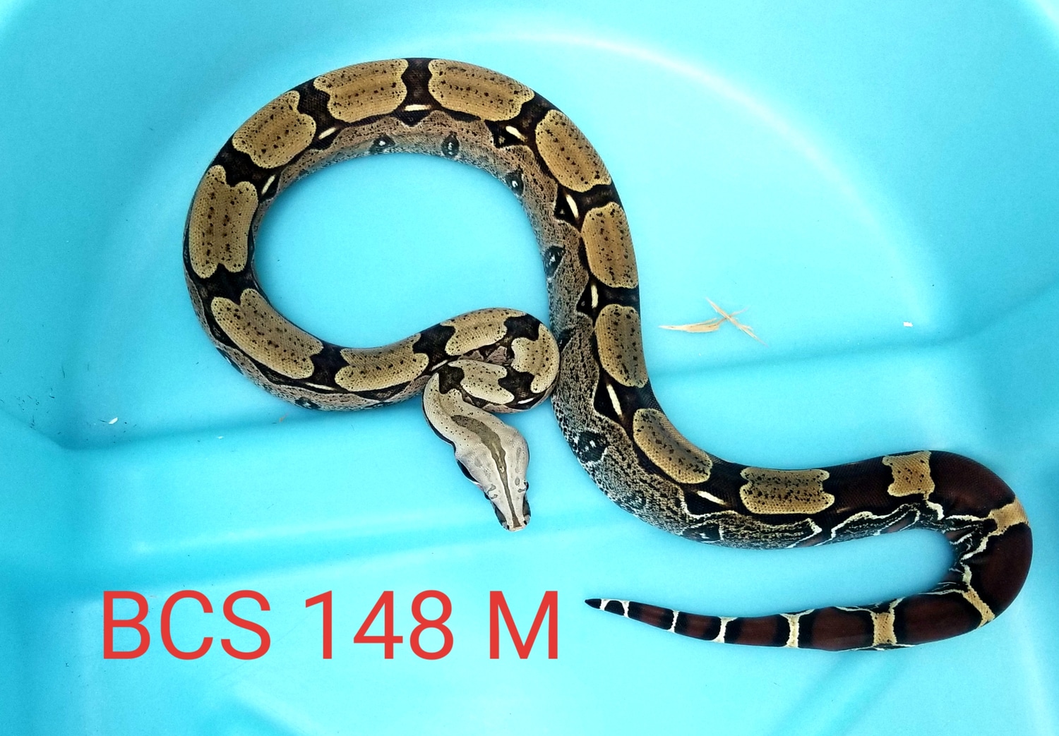 Surinam Futo Lineage True Red-tailed Boa Constrictor by Babcock ...