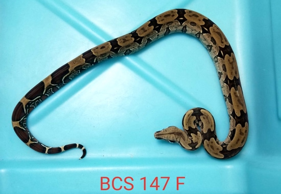 Surinam FLRT Lineage True Red-Tailed Boa Constrictor by Babcock ...