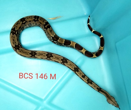 Pucallpa Peru Boa (Rio Bravo Lineage) True Red-tailed Boa Constrictor ...