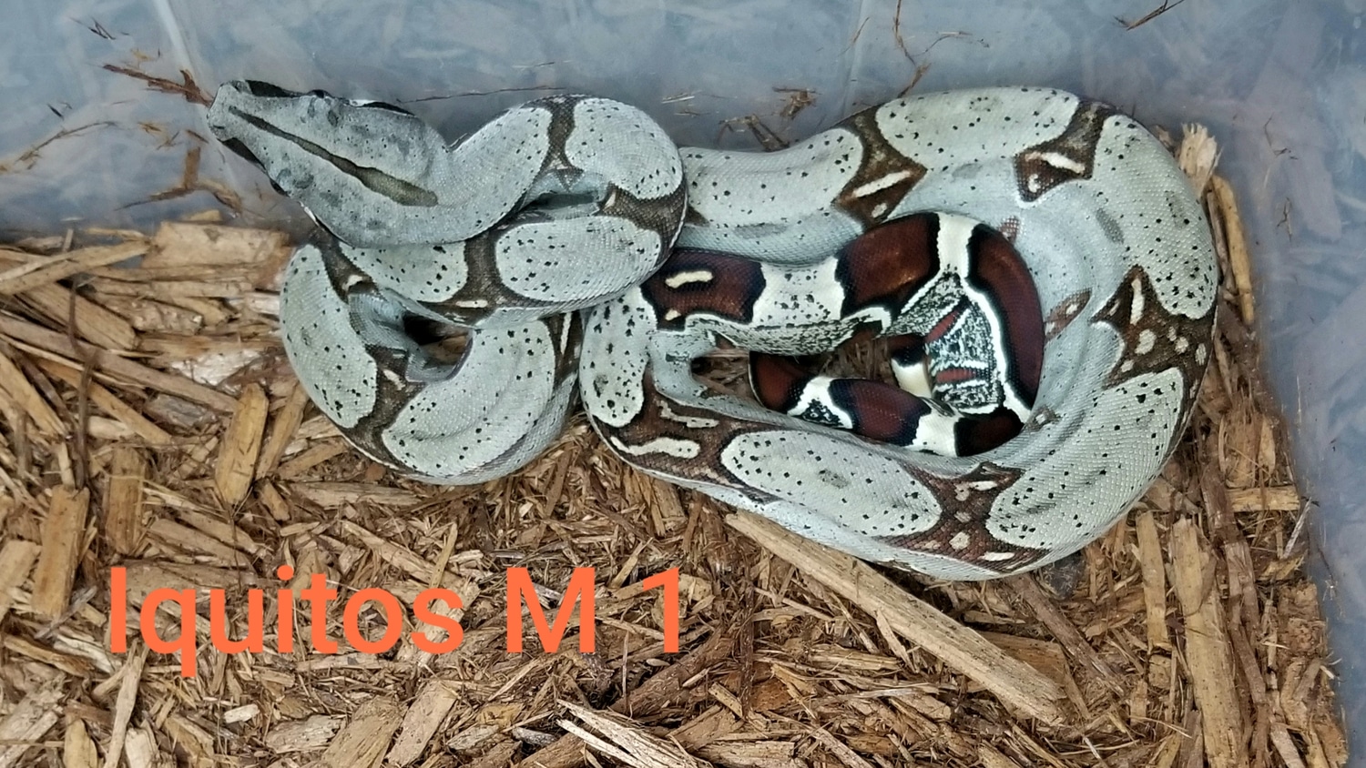 Iquitos Peruvian Boa True Red-tailed Boa Constrictor by Babcock ...