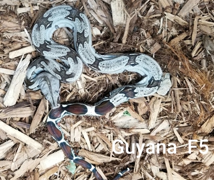 Ladder Tail Guyana Male True Red-tailed Boa Constrictor by Skywalker ...