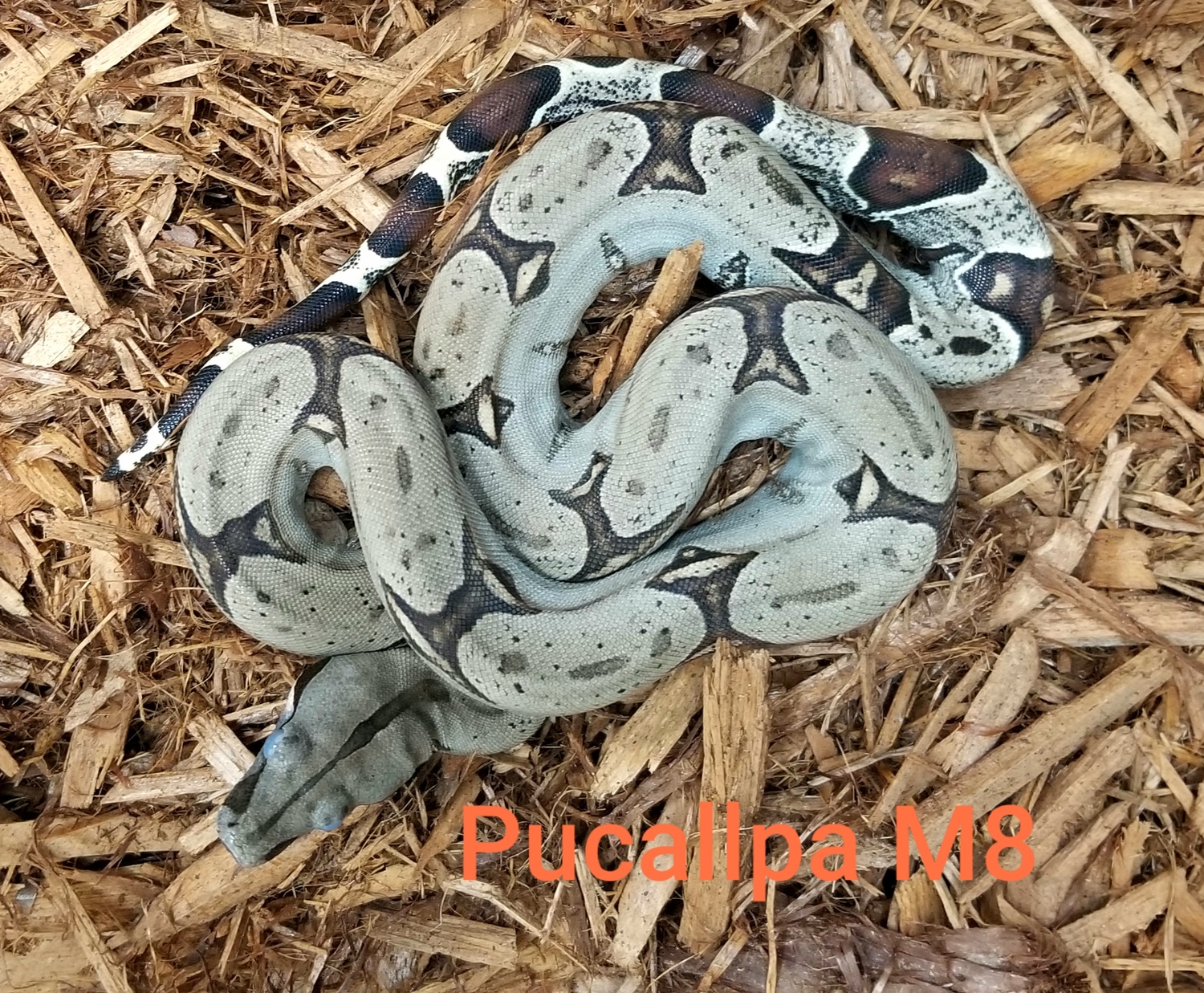 Pucallpa Peru Boa (Rio Bravo Lineage) True Red-tailed Boa Constrictor ...