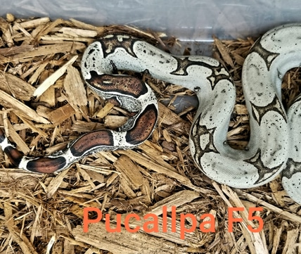 Iquitos Peruvian Boa True Red-tailed Boa Constrictor by Babcock ...