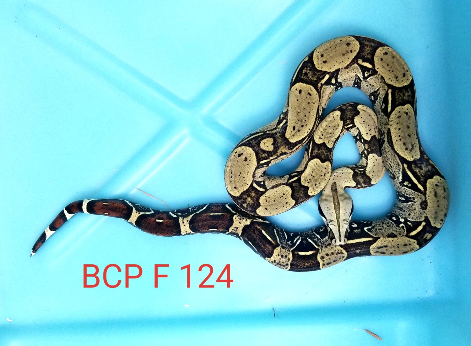 Iquitos Peruvian Boa True Red-tailed Boa Constrictor by Babcock ...