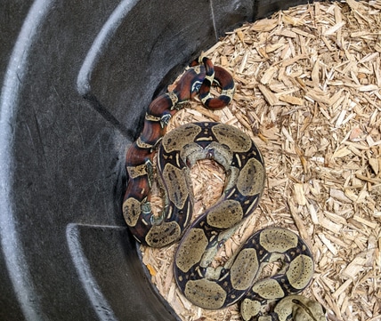 Iquitos Peruvian Boa True Red-tailed Boa Constrictor by Babcock ...